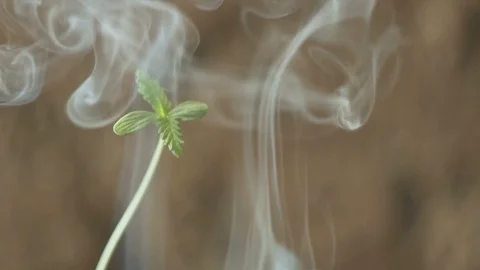 Cigarette On Plant Stock Videos – Royalty-Free HD & 4K Videos | Pond5