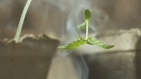 Cigarette On Plant Stock Videos – Royalty-Free HD & 4K Videos | Pond5