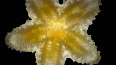 Young starfish Asteroidea under a micros... | Stock Video | Pond5