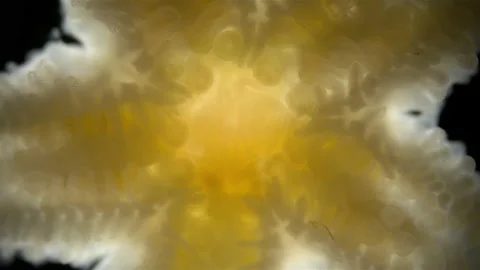 Young starfish Asteroidea under a micros... | Stock Video | Pond5