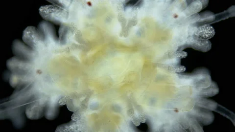 Young starfish Asteroidea under a micros... | Stock Video | Pond5