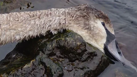 Dying Swan Stock Video Footage | Royalty Free Dying Swan Videos | Pond5