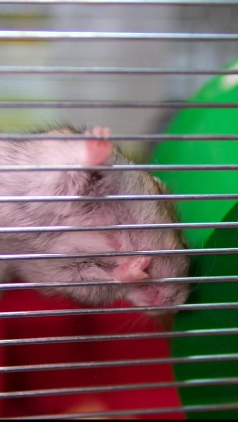 Hamster Videosx Stock Videos – Royalty-Free HD & 4K Videos