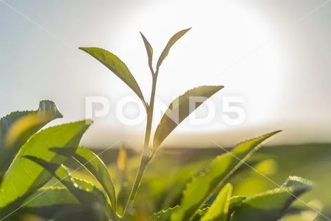 Photograph: Young tea shoot in the field of tea plantations. Green tea ...