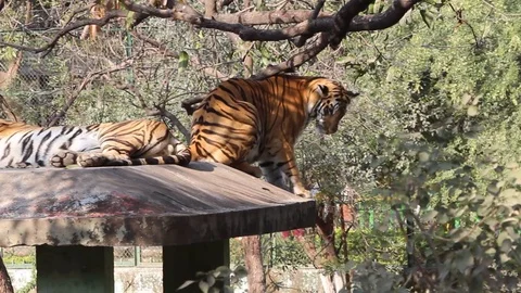 A young tiger walking on edge of rooftop... | Stock Video | Pond5
