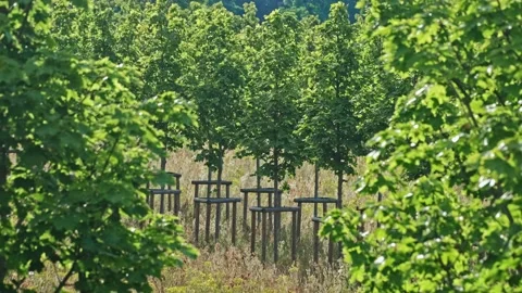 Tree Fence Stock Footage ~ Royalty Free Stock Videos | Pond5