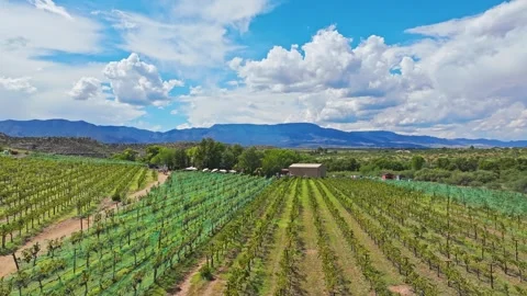 Young tree saplings grow in farm or orch... | Stock Video | Pond5