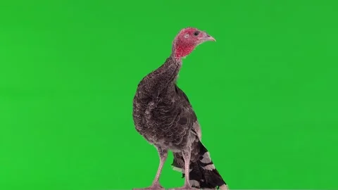 young turkey looking in different direct... | Stock Video | Pond5