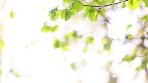 A young twig swings in the wind . Nature... | Stock Video | Pond5