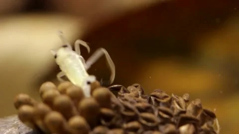 Young water bugs hatching off their fath... | Stock Video | Pond5