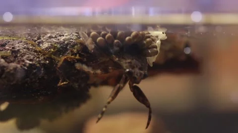 Young water bugs hatching off their fath... | Stock Video | Pond5