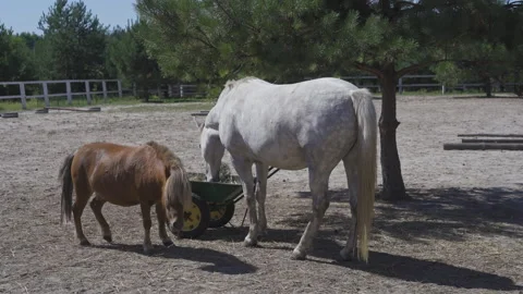 Trough Picture Stock Videos – Royalty-Free HD & 4K Videos | Pond5