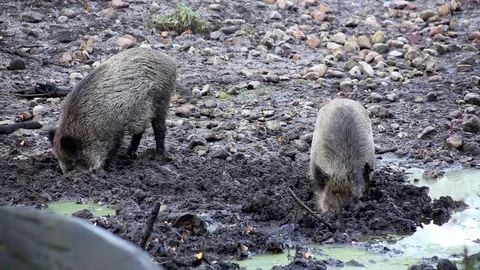 young wild boars digging in the mud | Stock Video | Pond5