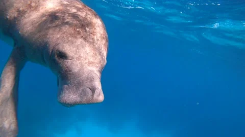 Wild Manatee Cute Stock Videos – Royalty-Free HD & 4K Videos | Pond5