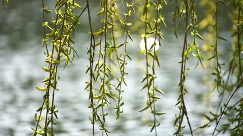 Brezing Wind Stock Videos – Royalty-Free HD & 4K Videos | Pond5