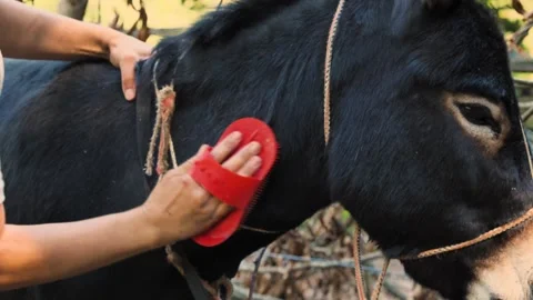 Donkey Woman Stock Videos – Royalty-Free HD & 4K Videos