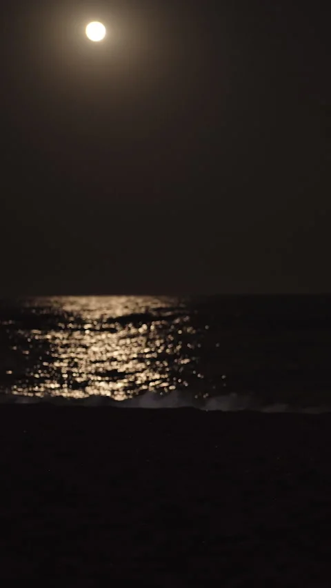 Sea Star Beach Stock Videos – Royalty-Free HD & 4K Videos | Page 6