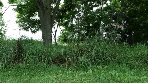 Mirror Woman Fantasy Stock Videos – Royalty-Free HD & 4K Videos | Pond5