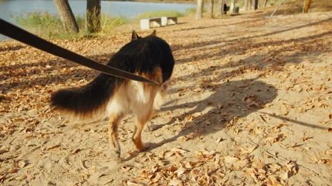 Young woman owner walking with German sh... | Stock Video | Pond5