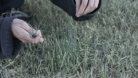 Young Woman Picking Chives One at a Time... | Stock Video | Pond5