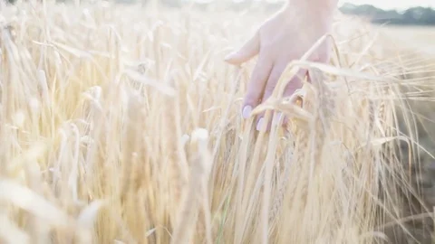 young woman's hand running through wheat... | Stock Video | Pond5