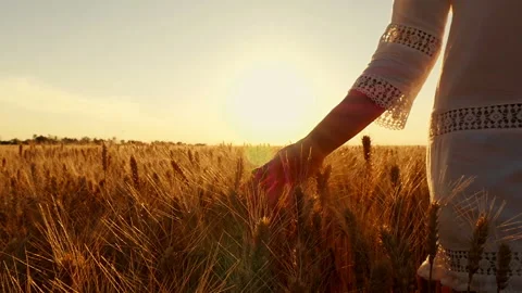 A young woman's hand running through whe... | Stock Video | Pond5