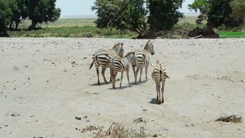 African Pooping Stock Videos – Royalty-Free HD & 4K Videos | Pond5