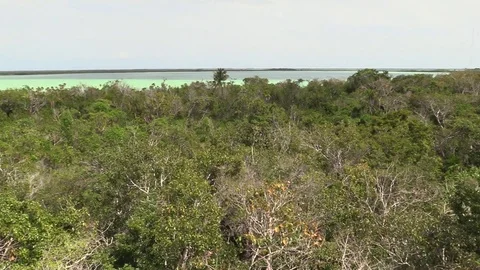 Yucatan Rainforest Jungle Ecosystem Sian... | Stock Video | Pond5