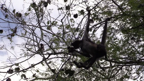 Yucatan Spider Monkey Eating Hanging By ... | Stock Video | Pond5