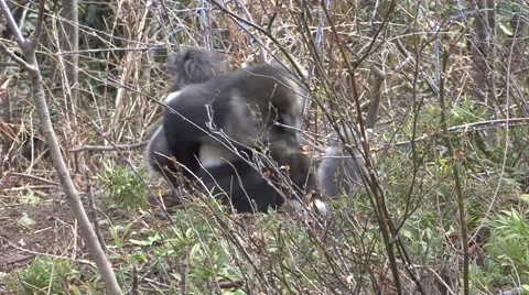 Monkey Mating Stock Video Footage | Royalty Free Monkey Mating Videos ...