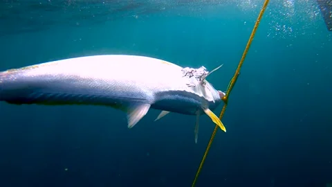 Ywllowtail fish is pulled up to surface ... | Stock Video | Pond5