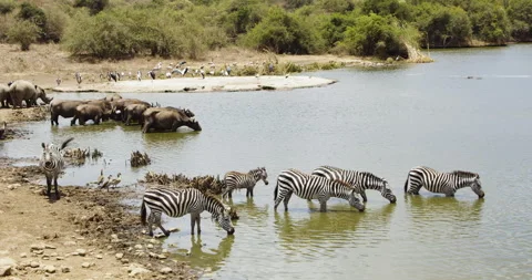 Zebra And African Buffalo At Waterhole I... | Stock Video | Pond5
