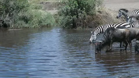 zebra and wildebeast in african savanna ... | Stock Video | Pond5