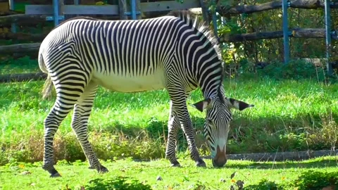 Zebra Animal Stock Footage ~ Royalty Free Stock Videos | Pond5