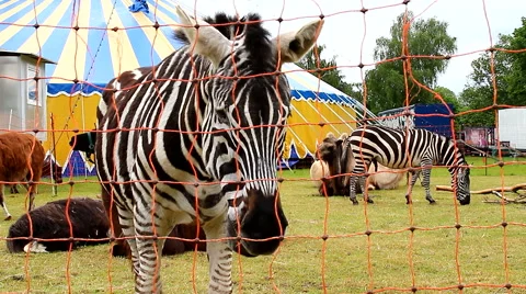 zebra at circus tent outside captivity w... | Stock Video | Pond5