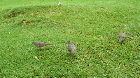 Zebra dove, also known as barred ground ... | Stock Video | Pond5