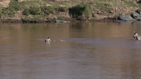 Zebra During the Great Migration in Afri... | Stock Video | Pond5