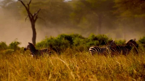 zebra in the dust | Stock Video | Pond5