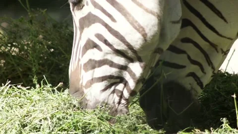 zebra eating grass, slow motion | Stock Video | Pond5