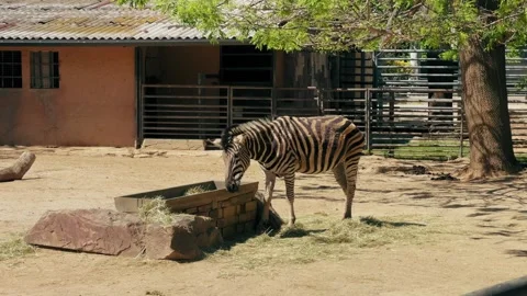 Zebra Animal Stock Footage ~ Royalty Free Stock Videos | Pond5