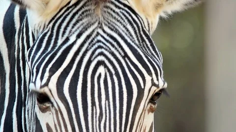 zebra eye close-up in zoo, Bioparco, Rom... | Stock Video | Pond5