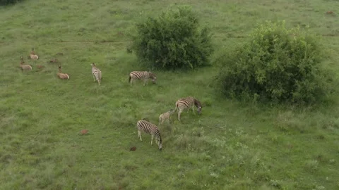 Zebra family and Zebra baby on a summers... | Stock Video | Pond5