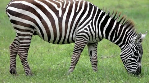 Zebra feeding in the grassland plains of... | Stock Video | Pond5