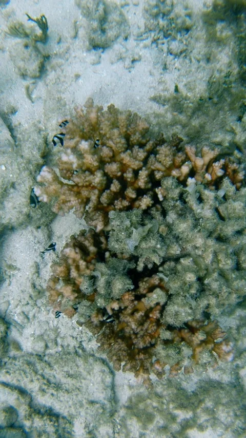 Climate Hero Video Stock Videos – Royalty-Free HD & 4K Videos