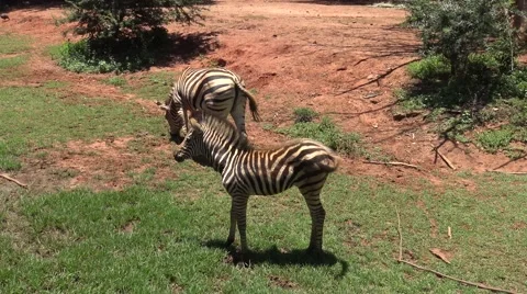 A Zebra Foal and its Mother Eating Grass | Stock Video | Pond5