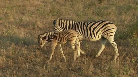 Zebra with foal | Stock Video | Pond5