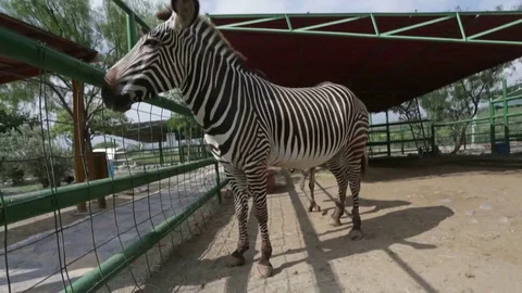 Zebra foal makes public debut at norther... | Stock Video | Pond5