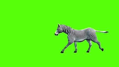 Zebra Gallop Green Screen | Stock Video | Pond5