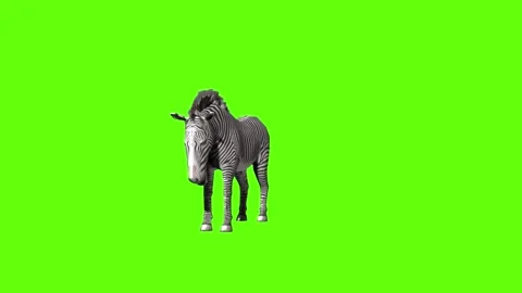Zebra get hit green screen animation 3D ... | Stock Video | Pond5