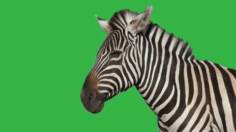 zebra on the green screen | Stock Video | Pond5